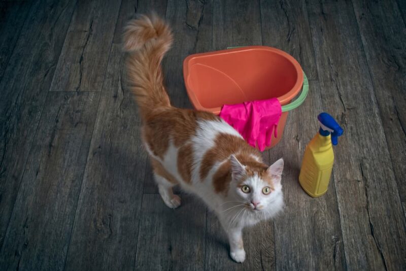 Cat Vomiting Worms: Here’s What to Do | Great Pet Care