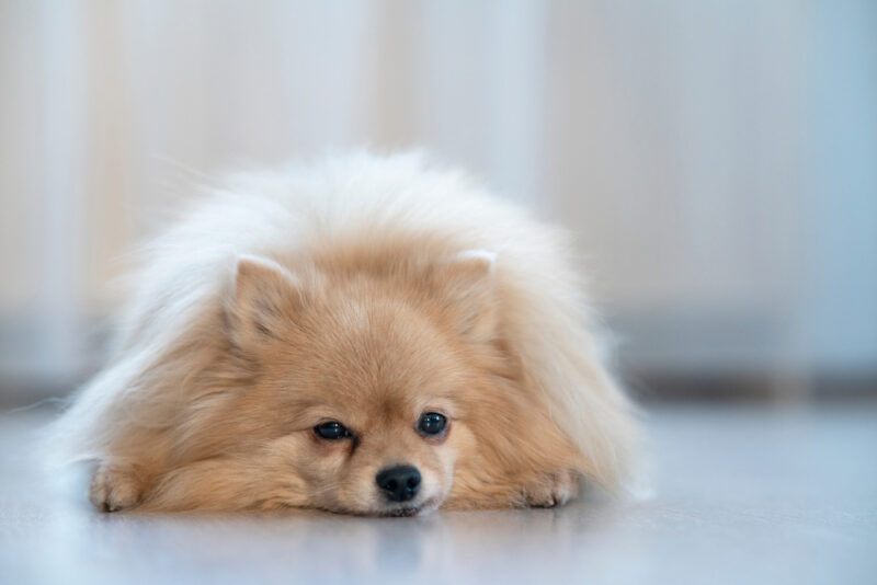 Dog Pain Scale: How to Assess Canine Pain | Great Pet Care