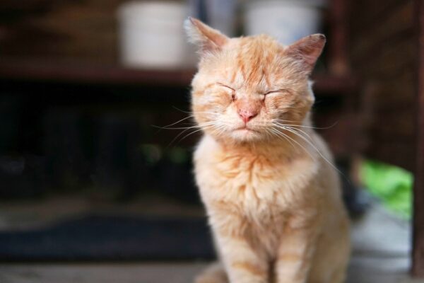 Cat Pain Scale: How to Assess Feline Pain | Great Pet Care