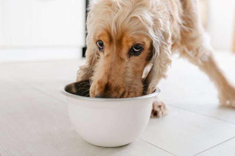 5 Ways to Stop Your Dog From Eating Too Fast | Great Pet Care