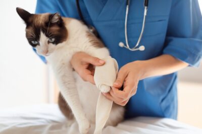 Cat Pain Scale: How to Assess Feline Pain | Great Pet Care