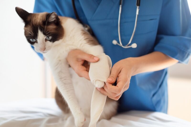 Cat Pain Scale: How to Assess Feline Pain | Great Pet Care