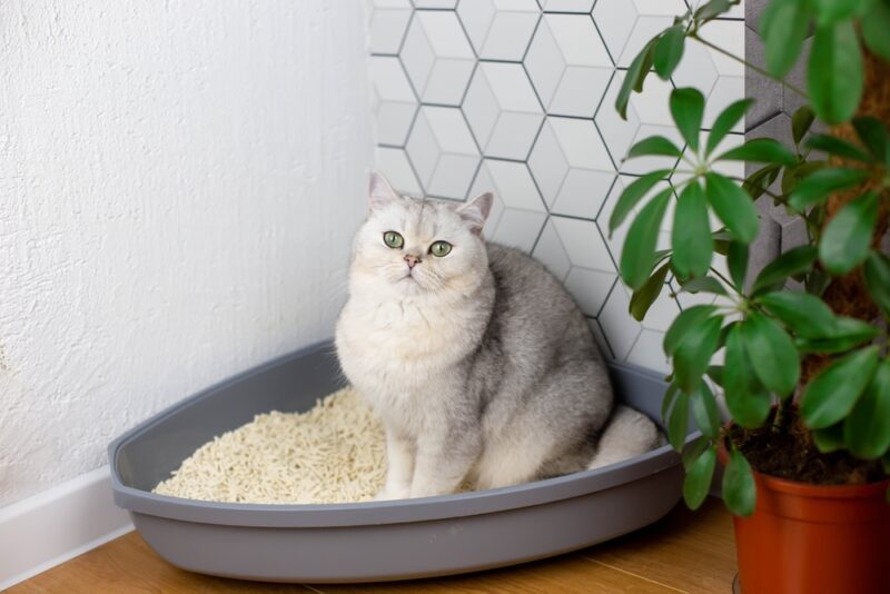 Cat Vomiting Clear Liquid: What to Do | Great Pet Care