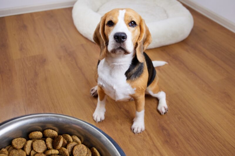 5 Ways to Stop Your Dog From Eating Too Fast | Great Pet Care