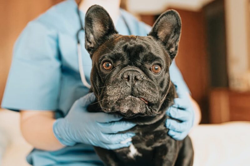 12 French Bulldog Health Issues to Know | Great Pet Care