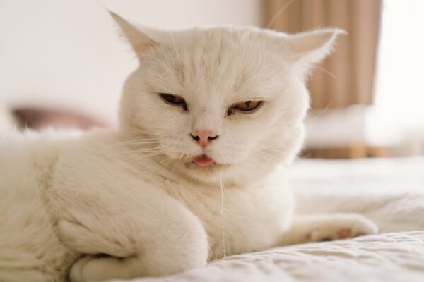 Cat Pain Scale: How to Assess Feline Pain | Great Pet Care