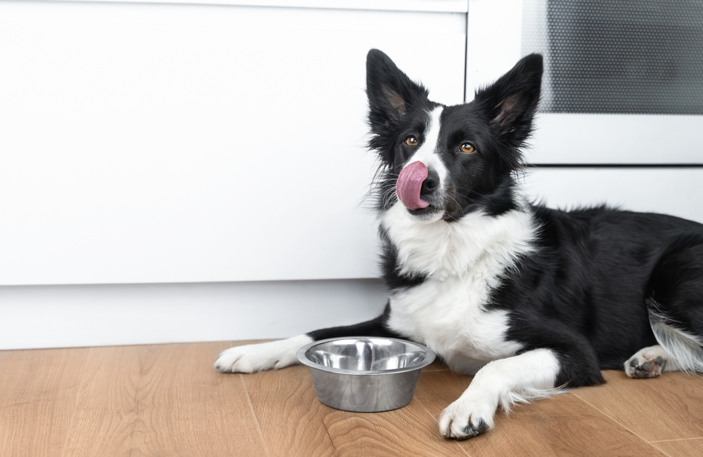 5 Ways to Stop Your Dog From Eating Too Fast | Great Pet Care 5 Ways to Stop Your Dog From Eating Too Fast | Great Pet Care