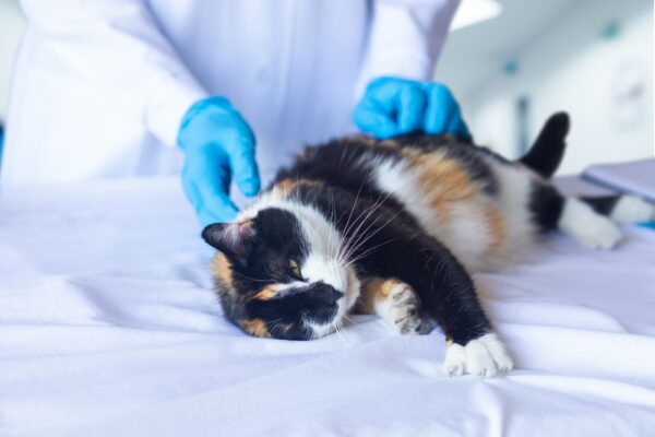 Pain Management for Cats: A Holistic Care Guide | Great Pet Care