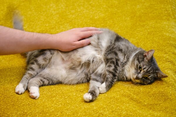 Bobcat Fever (Cytauxzoonosis) in Cats | Great Pet Care