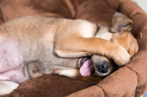 Dog Hyperventilating: Why it Happens and How to Help | Great Pet Care