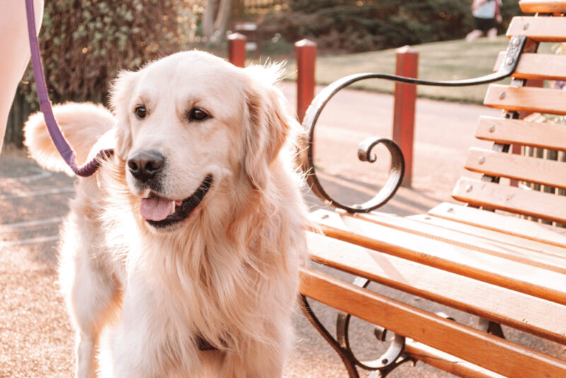 Arthritis Injections for Dogs: Benefits and How They Work | Great Pet Care