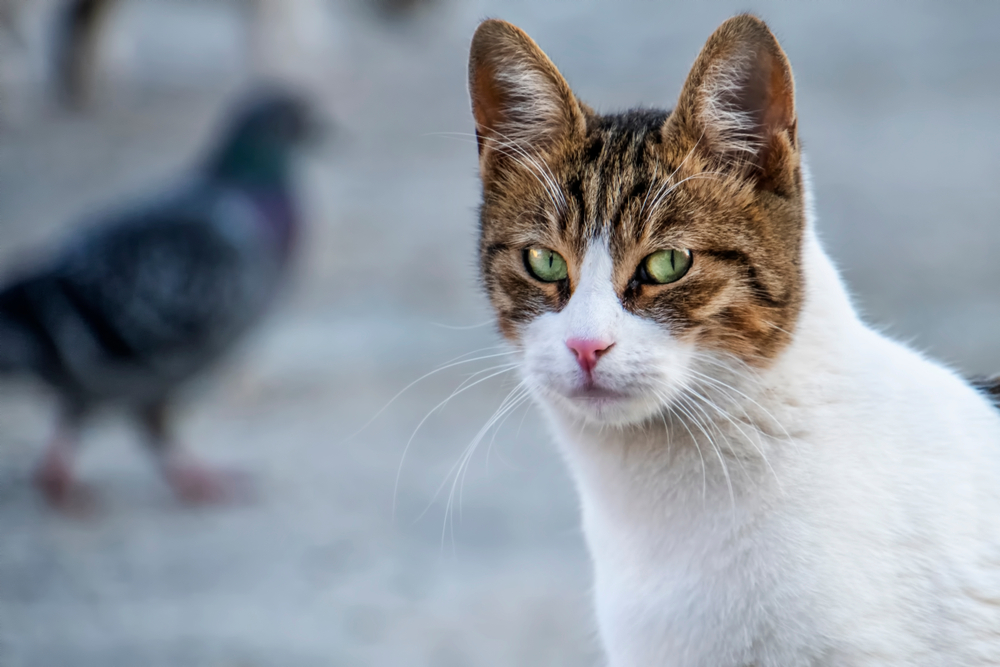 Cryptococcosis in Cats | Great Pet Care