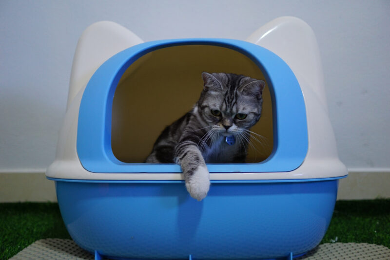 Ultimate Guide to Cat Poop | Great Pet Care