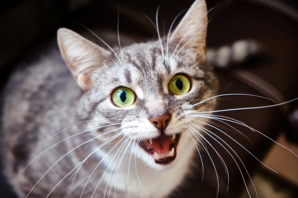 Barking Cat Video Raises Question: Can Cats Really Bark? | Great Pet Care