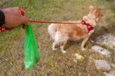 Ultimate Guide to Dog Poop | Great Pet Care
