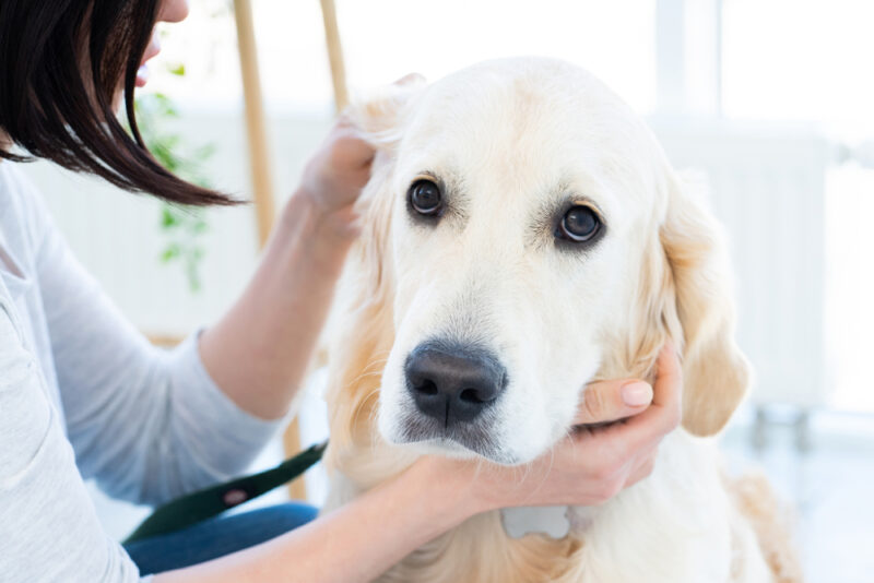 GOLPP in Dogs (Laryngeal Paralysis) | Great Pet Care