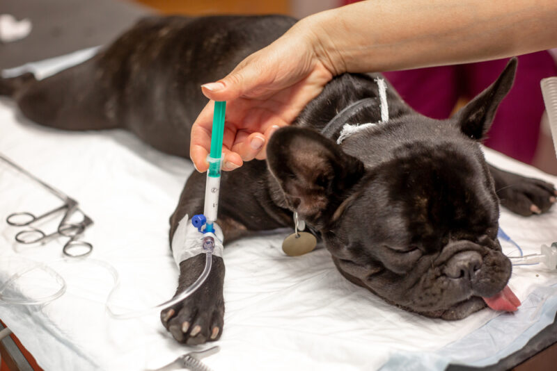 Dog Anesthesia: What to Expect | Great Pet Care