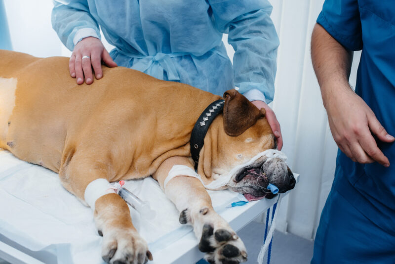 Dog Anesthesia: What to Expect | Great Pet Care