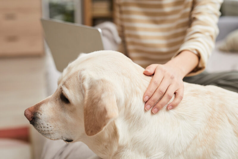 GOLPP in Dogs (Laryngeal Paralysis) | Great Pet Care