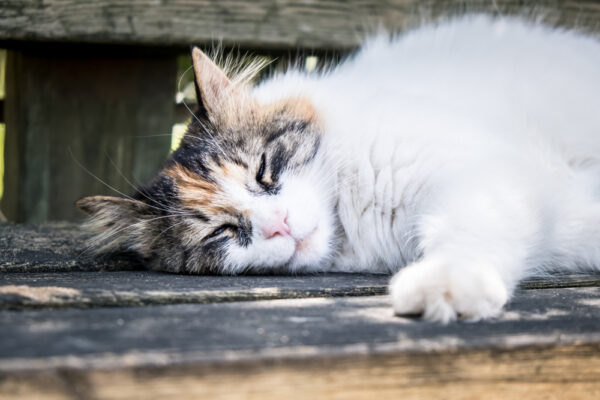 When to Put a Cat Down: 8 Signs a Cat is Dying | Great Pet Care
