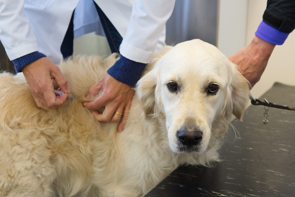 Arthritis Injections for Dogs: Benefits and How They Work | Great Pet Care