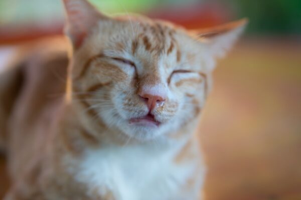 Wildfire Smoke and Pets: Tips to Protect Your Furry Companion | Great ...