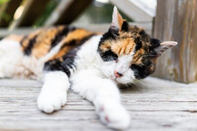 When to Put a Cat Down: 8 Signs a Cat is Dying | Great Pet Care
