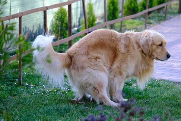 Ultimate Guide to Dog Poop | Great Pet Care