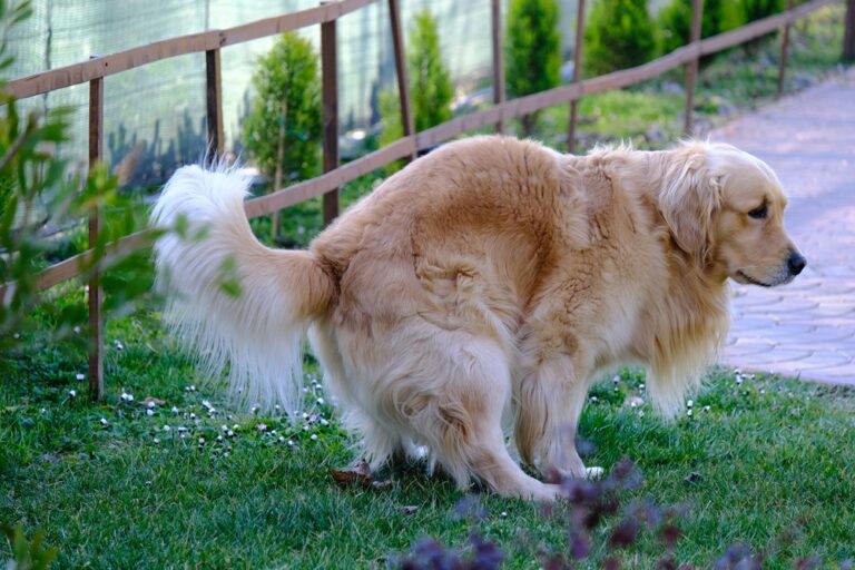 Ultimate Guide to Dog Poop | Great Pet Care