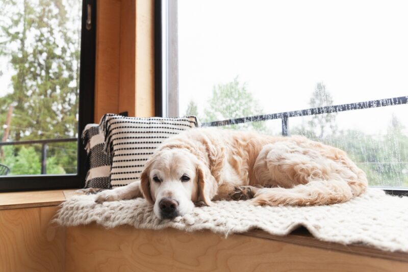 7 Signs of Intestinal Parasites in Dogs | Great Pet Care
