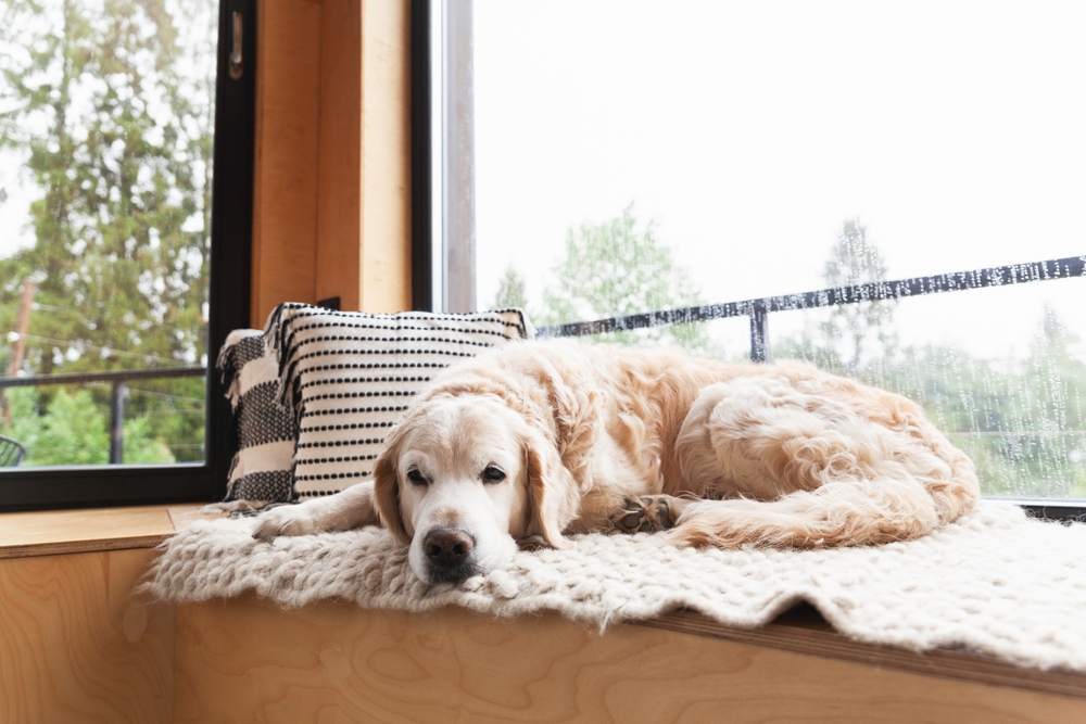 7 Signs of Intestinal Parasites in Dogs | Great Pet Care