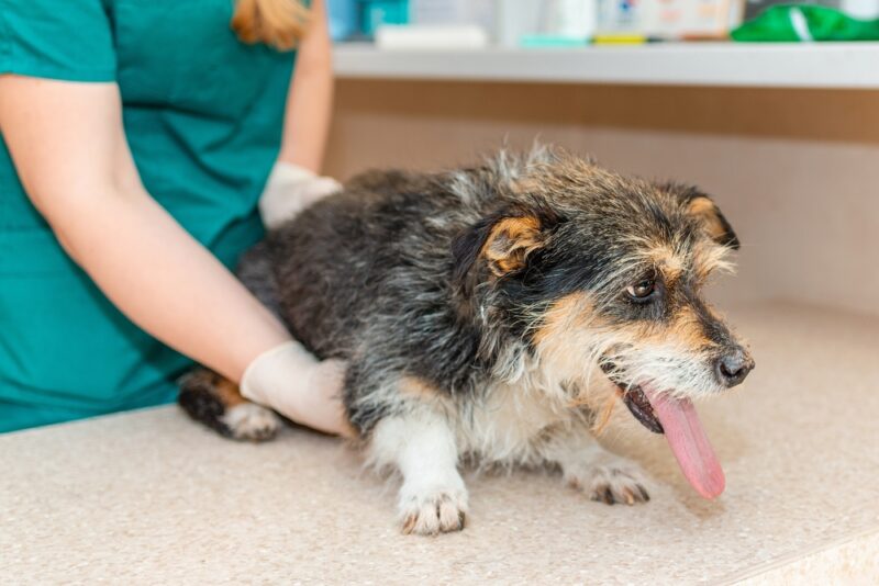 9 Ways to Help Your Senior Dog Age Gracefully | Great Pet Care