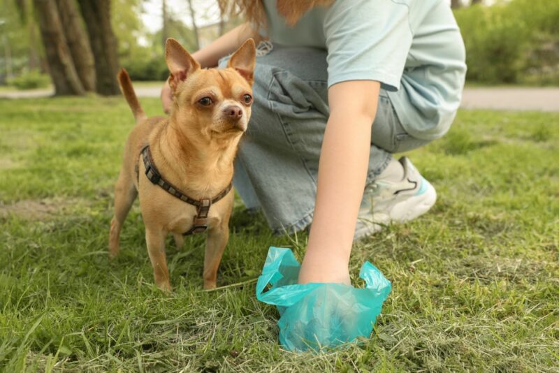 Ultimate Guide to Dog Poop | Great Pet Care