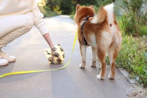 Ultimate Guide to Dog Poop | Great Pet Care