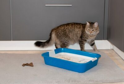Ultimate Guide to Cat Poop | Great Pet Care