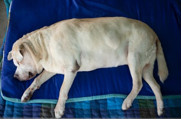 7 Signs of Intestinal Parasites in Dogs | Great Pet Care