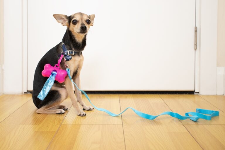 Ultimate Guide to Dog Poop | Great Pet Care