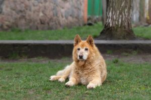 Arthritis Injections for Dogs: Benefits and How They Work | Great Pet Care