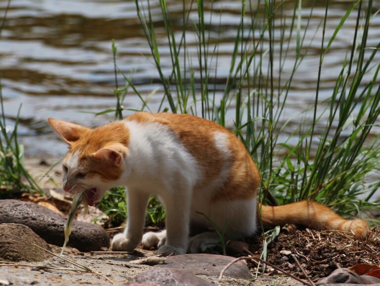 Cat Vomiting Yellow Liquid: Causes and Treatment | Great Pet Care