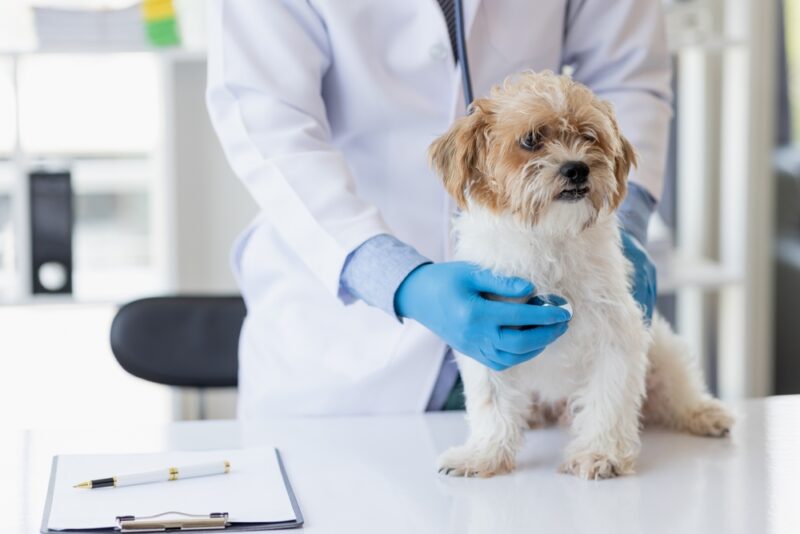 7 Signs of Intestinal Parasites in Dogs | Great Pet Care