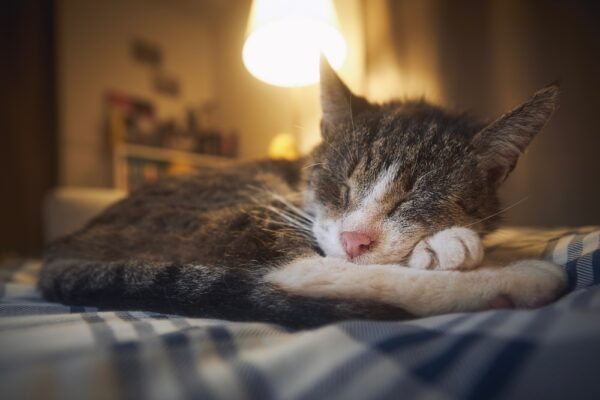 When to Put a Cat Down: 8 Signs a Cat is Dying | Great Pet Care