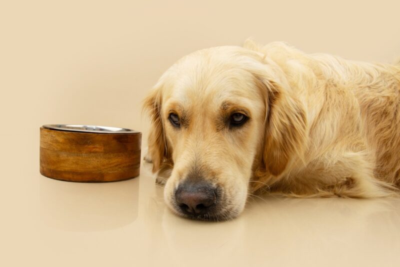 Head Pressing in Dogs | Great Pet Care