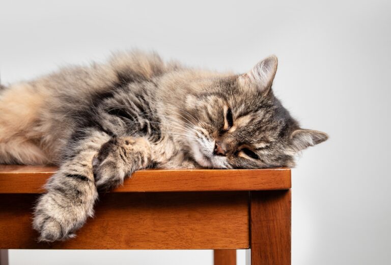 When to Put a Cat Down: 8 Signs a Cat is Dying | Great Pet Care