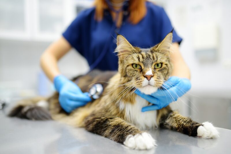 Cat Vomiting: 7 Causes and How to Help | Great Pet Care