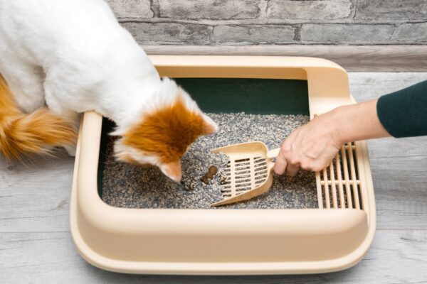 Ultimate Guide to Cat Poop | Great Pet Care