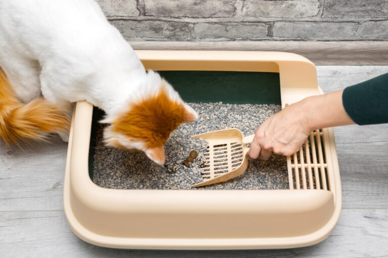 Ultimate Guide to Cat Poop | Great Pet Care