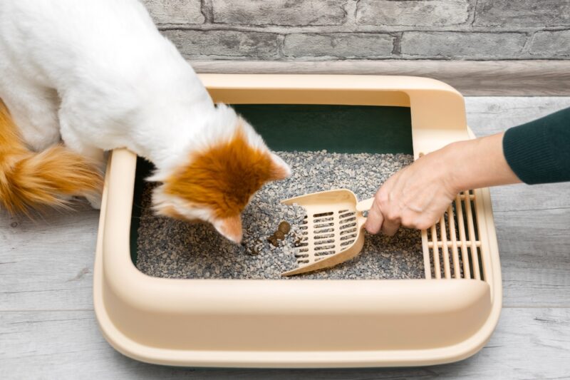 Ultimate Guide to Cat Poop | Great Pet Care