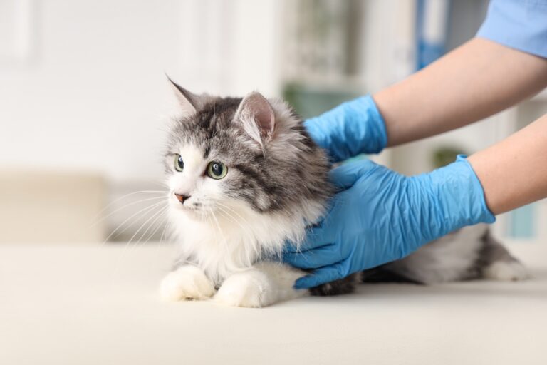 Hip Dysplasia in Cats: Causes and Treatments | Great Pet Care