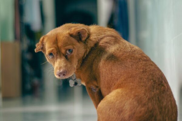 Grumpy Dog: 5 Reasons Your Dog Is Irritable | Great Pet Care