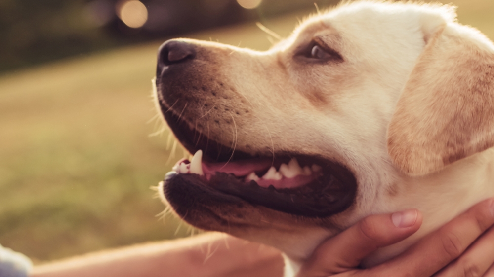 GOLPP in Dogs (Laryngeal Paralysis) | Great Pet Care